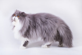 10 Blue Colored Cat Breeds (With Info & Pictures) | Hepper Pet Resources