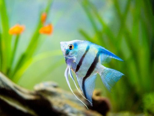 15 Types of Angelfish: Info, Common Strains, Care Tips & Pictures ...