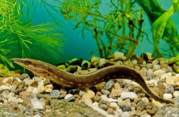 10 Types of Freshwater Eels for Your Home Aquarium: Info, Pictures ...