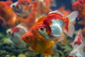 What Kind of Water Do Goldfish Need? Facts & FAQ (With Infographic ...