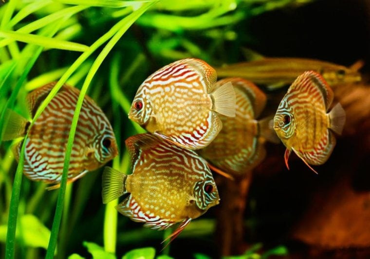 21 Most Colorful Freshwater Aquarium Fish (with Pictures) | Hepper Pet ...