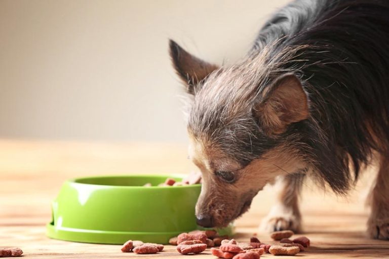What Is High Pressure Processing for Dog Food? Uses, Pros & Cons ...