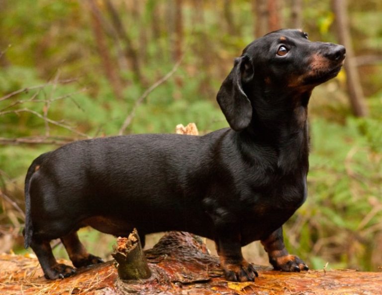 Dachshund vs. Doxin Vs. Dotson: Key Differences & Facts | Hepper Pet ...