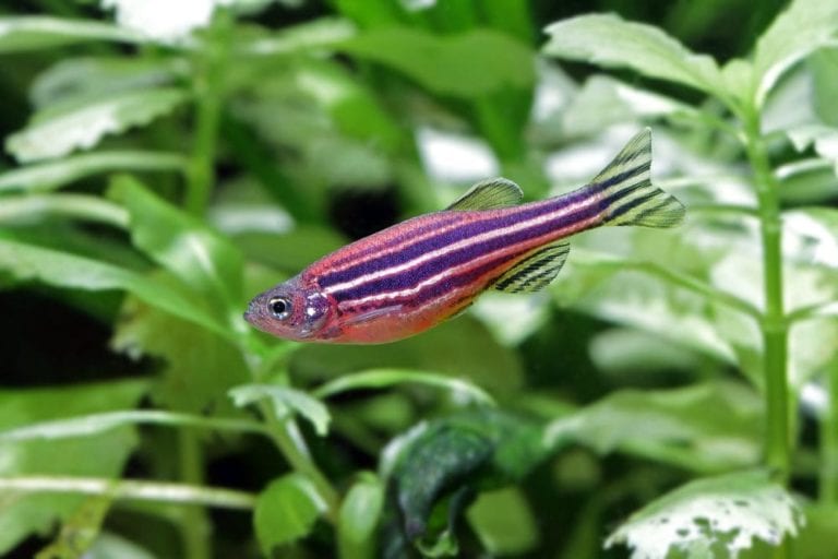 10 Great Tank Mates for Zebra Danios (Zebrafish): With Pictures ...