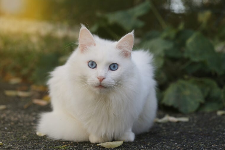 12 Cat Breeds With Blue Eyes (With Info & Pictures) | Hepper Pet Resources
