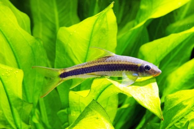 10 Great Bottom Feeder Fish For Your Aquarium (with Pictures) | Hepper ...