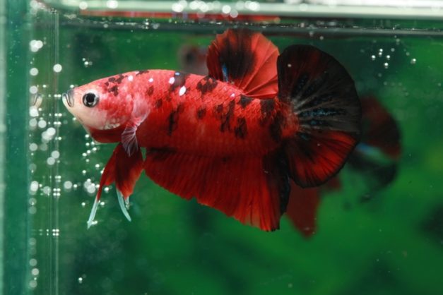 Columnaris in Betta Fish (Cotton Wool Disease): Vet-Approved Signs ...