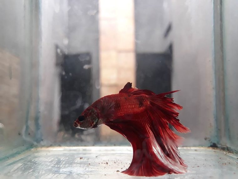Do Betta Fish Change Colors? 5 Vet-Approved Reasons & What to Do ...