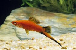 10 Great Tank Mates for Swordtail Fish: Compatibility Guide 2026 ...