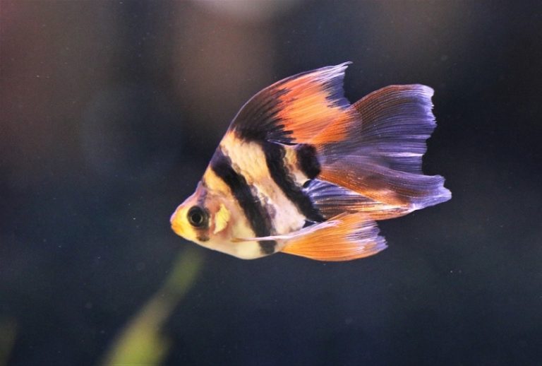 Tiger Barb: Care Guide, Varieties, Size & Lifespan (With Pictures ...