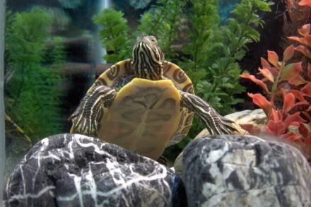 15 Sturdy DIY Turtle Basking Platform Plans You Can Make Today (With ...