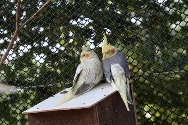 How to Tell the Age of a Cockatiel - 6 Vet Reviewed Methods | Hepper ...