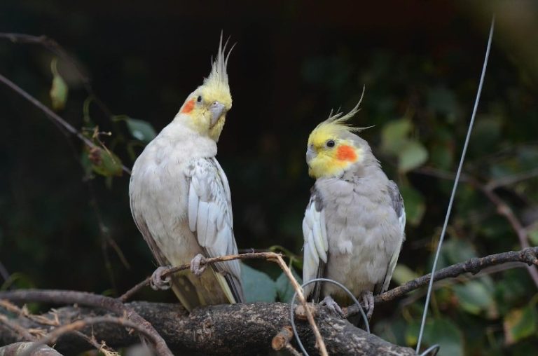 200+ Cockatiel Names: Awesome Names for Your Unique Bird | Hepper Pet ...