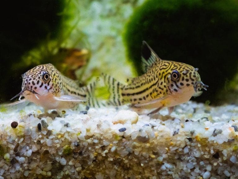 16 Great Tank Mates for Cory Catfish: 2026 Compatibility Guide | Hepper ...
