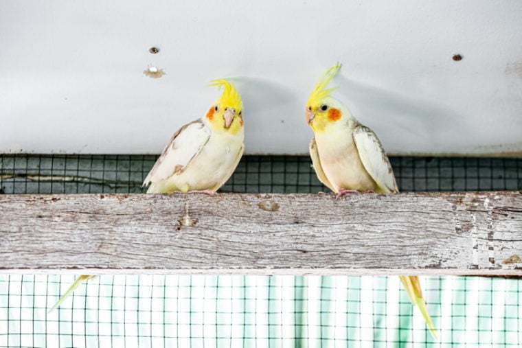 Male vs Female Cockatiel: What’s The Difference? (With Pictures ...