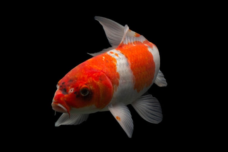 10 Most Expensive Koi Fish in the World (With Pictures) | Hepper Pet ...