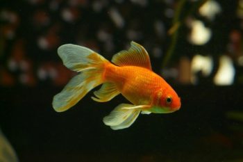 Goldfish Growth: Size, Growth & Weight Chart | Hepper Pet Resources