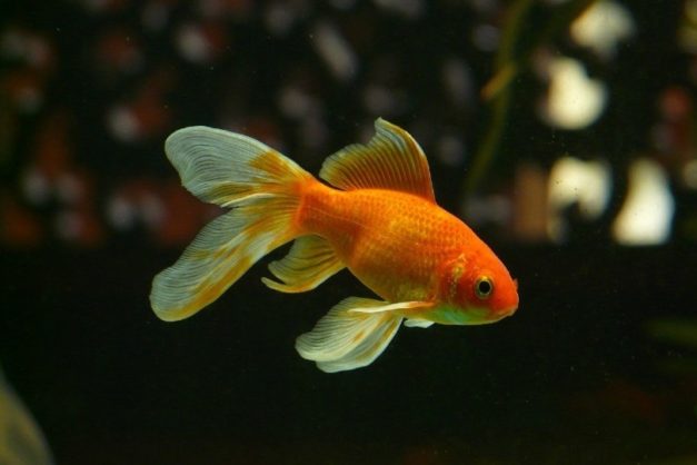 Goldfish Growth: Size, Growth & Weight Chart | Hepper Pet Resources