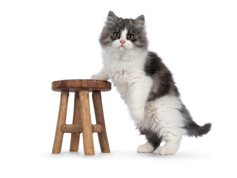 10 Bobtail Cat Breeds: Unique & Adorable (With Info & Pictures ...