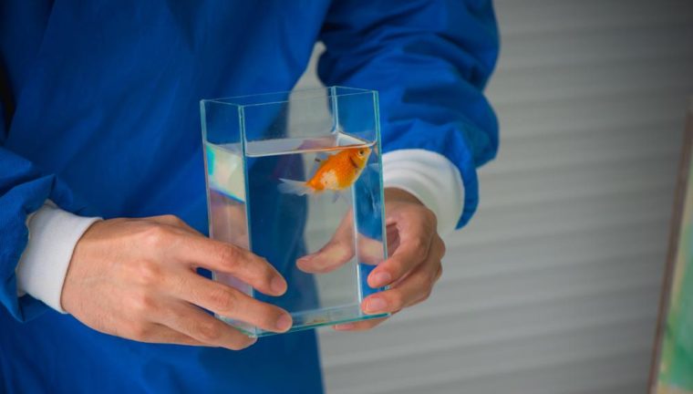 How to Treat Goldfish Ich (White Spot Disease) in 7 Simple Steps ...