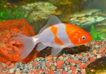 Goldfish Water Temperature Guide - What Is the Range for Goldfish ...