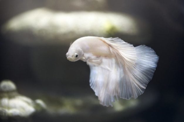 8 Rare Betta Fish Colors: Traits & Fin Types | Hepper Pet Resources