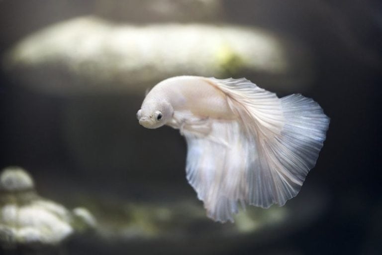 8 Rare Betta Fish Colors: Traits & Fin Types | Hepper Pet Resources