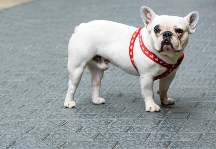 14 Different Types of French Bulldogs: Guide (With Info & Pictures ...