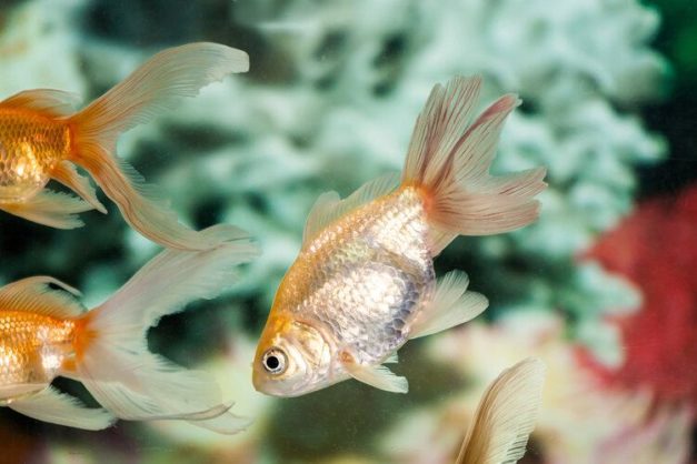 Goldfish Anatomy: Body, Eyes, Gills & More (Diagram Included) | Hepper ...