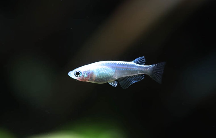 30 Great Cold Water Fish for Your Aquarium: No Heater Needed | Hepper ...
