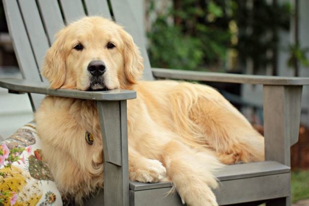 Are Golden Retrievers Aggressive? Breed Temperament Explained | Hepper ...