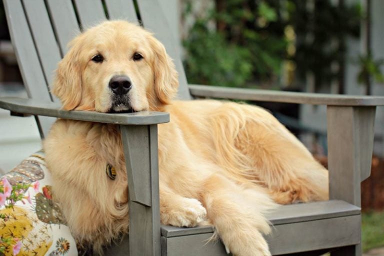 Are Golden Retrievers Aggressive? Breed Temperament Explained | Hepper ...