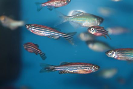10 Great Tank Mates for Zebra Danios (Zebrafish): With Pictures ...