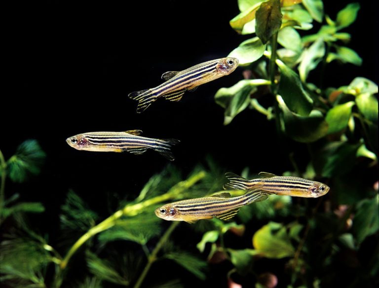 10 Great Tank Mates for Zebra Danios (Zebrafish): With Pictures ...