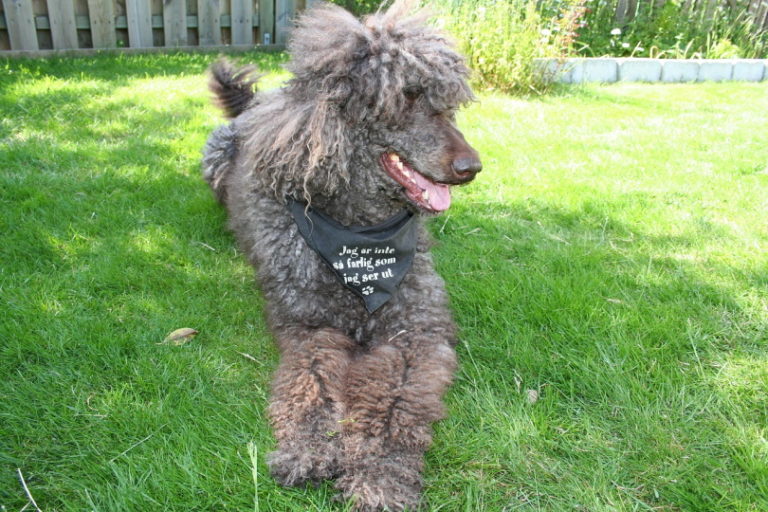Corded Poodle: Facts, Origin & History (With Pictures) | Hepper Pet ...