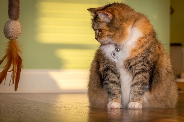 200 Munchkin Cat Names: Cute & Cool Ideas (With Naming Guide) | Hepper ...