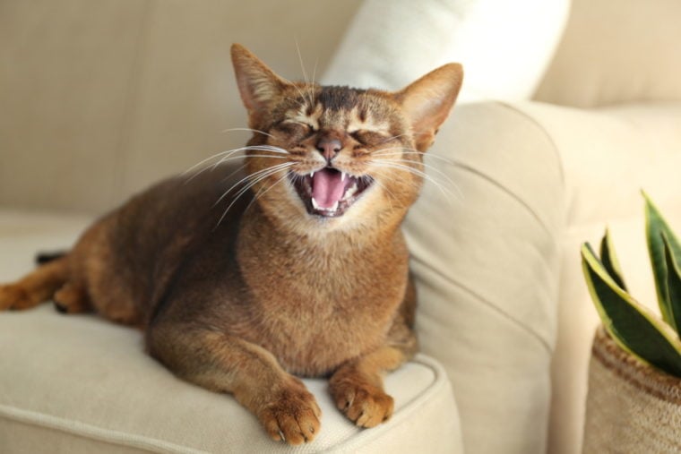 8 Cat Breeds With Pointy Ears: Info, Pictures & Facts | Hepper Pet ...