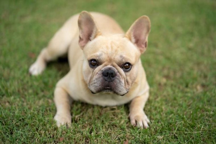 14 Most Popular Dog Breeds in California (2026 Update) | Hepper Pet ...