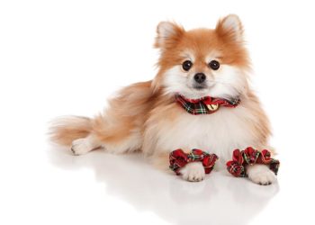 Parti Pomeranian: Pictures, Facts, Origin, & History | Hepper Pet Resources