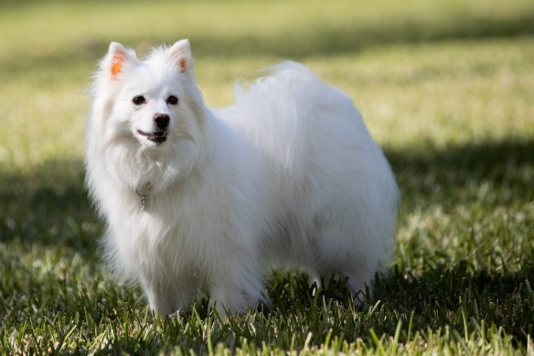 29 Dog Breeds That Start With A: The Complete List | Hepper Pet Resources
