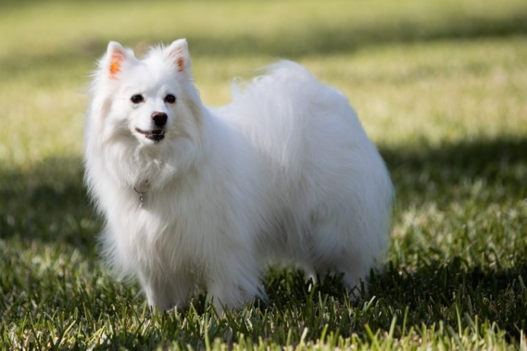 14 Small White Dog Breeds (With Info & Pictures) | Hepper Pet Resources