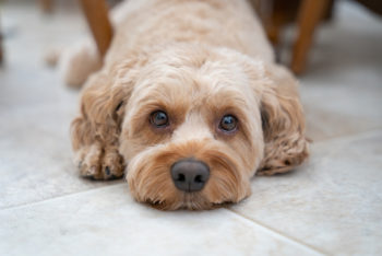 How Much Exercise Does My Cockapoo Need? Breed Facts & FAQs | Hepper Pet Resources