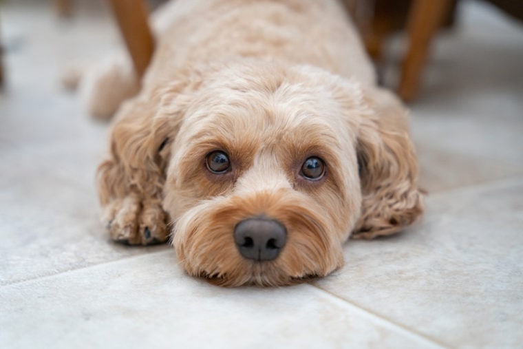 How Much Exercise Does My Cockapoo Need? Breed Facts & FAQs | Hepper Pet Resources