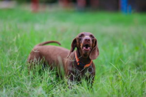 Why Do Dogs Howl When You Howl? 6 Vet-Reviewed Reasons | Hepper Pet ...