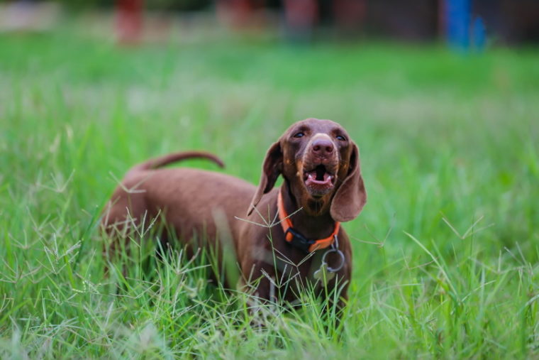 Why Do Dogs Howl When You Howl? 6 Vet-Reviewed Reasons | Hepper Pet ...