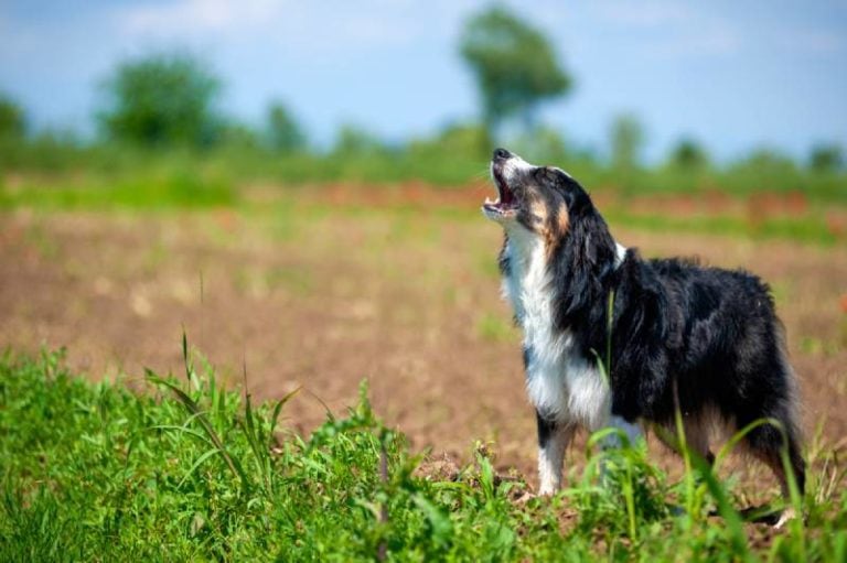 Why Do Dogs Howl? 8 Reasons for This Behaviour | Hepper Pet Resources
