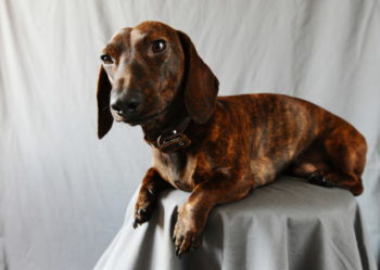 Brindle Dachshund: Facts, Origin & History (with Pictures) | Hepper Pet ...