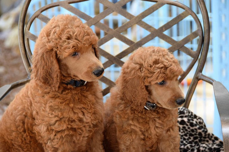 18 Types of No-Fuss, Low-Maintenance Poodle Cuts (With Pictures ...
