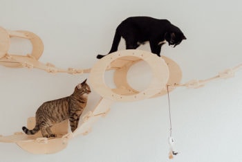 7 Types of Cat Toys (And How to Play with Each of Them!) | Hepper Pet ...