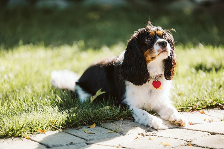 How Long Do Cavalier King Charles Spaniels Live? Average Life Span ...
